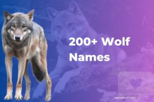 200+ Wolf Names : Unique and Mystical Ideas - NamesWolf